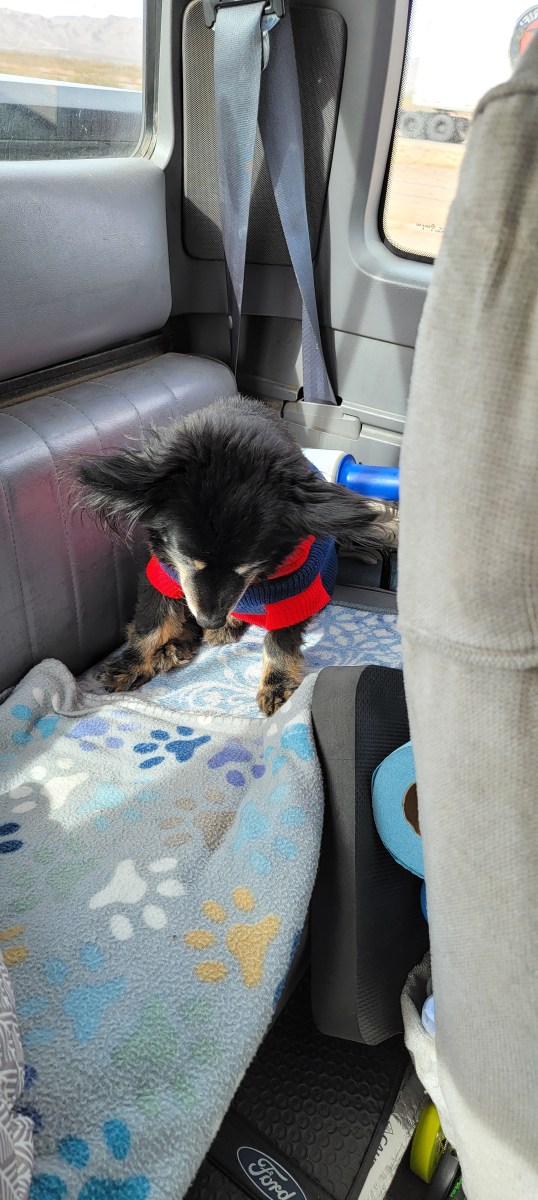 Dogs and Bras – Enjoy Positive Living