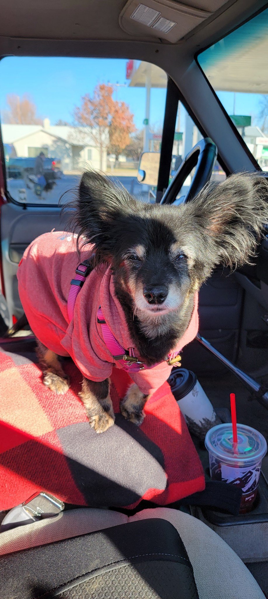 Dogs and Bras – Enjoy Positive Living